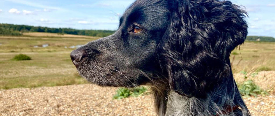 Green Lane Vets | Veterinary Clinic Headcorn, Ashford, Kent