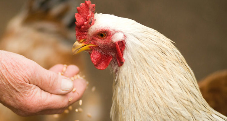 Our services - New site